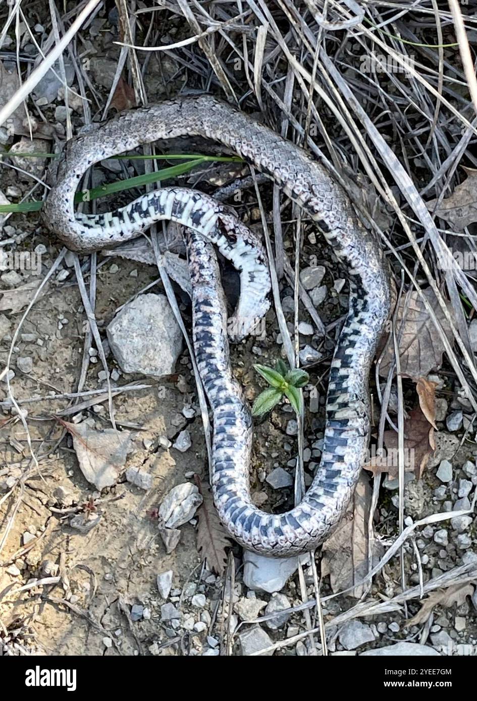 Southern Smooth Snake (Coronella girondica Stock Photo - Alamy