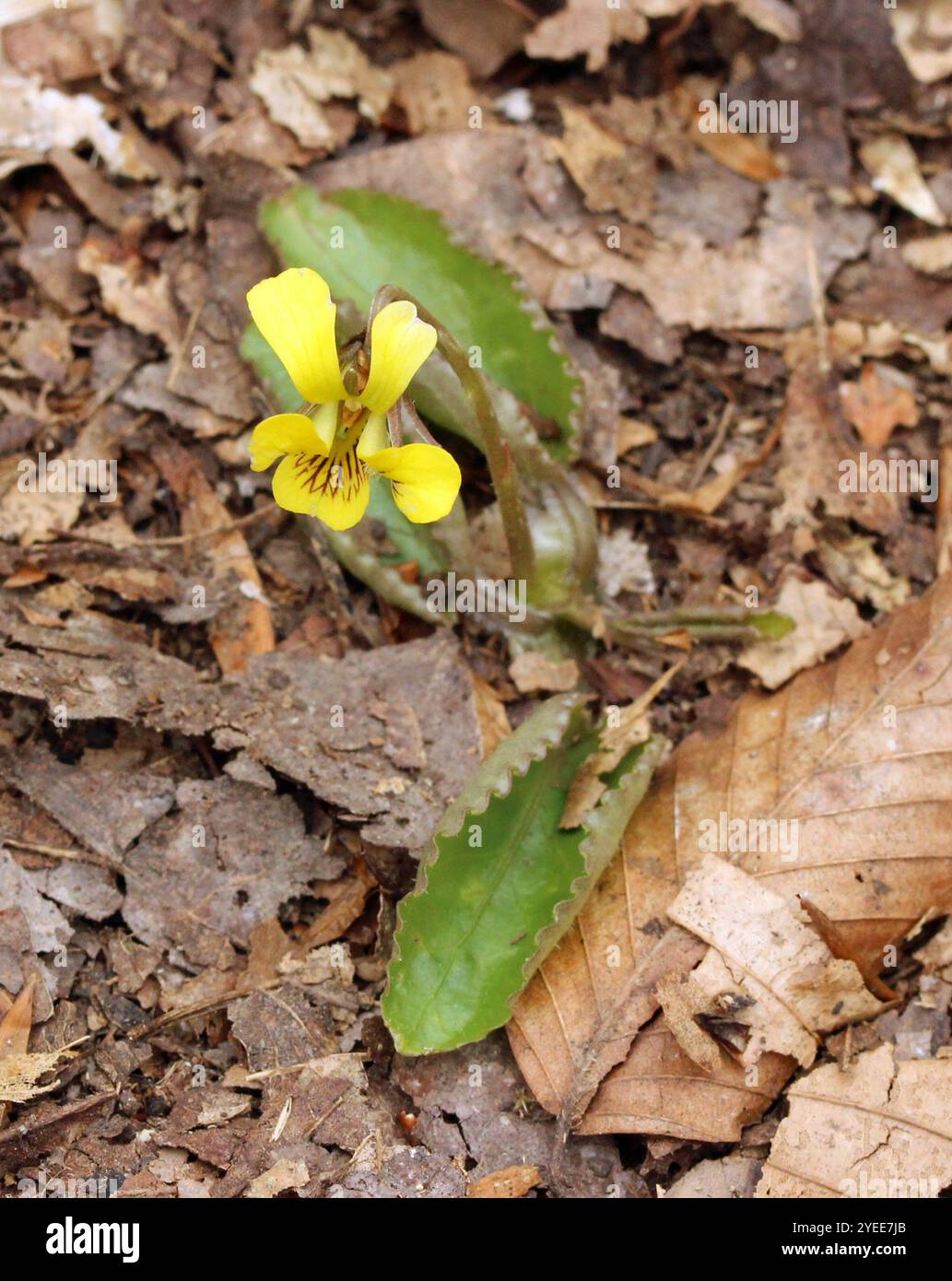 Round-leaved Violet (Viola rotundifolia Stock Photo - Alamy
