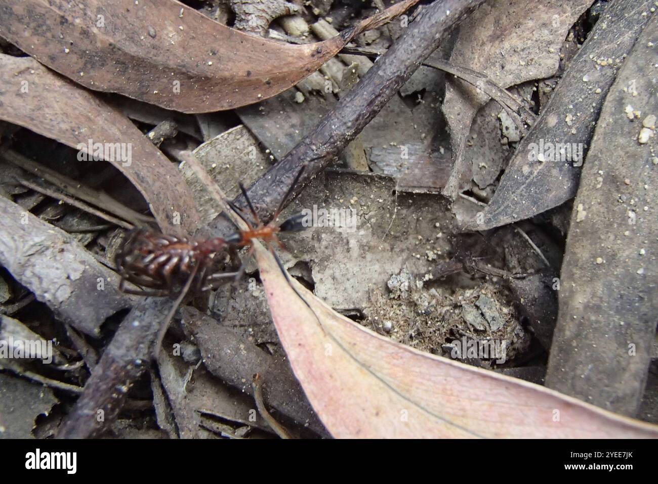 Spider Ants (Leptomyrmex Stock Photo - Alamy