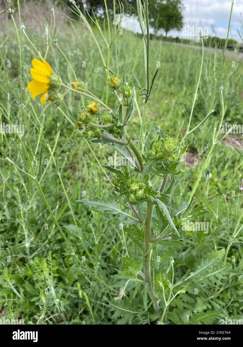 Engelmann daisy hi-res stock photography and images - Alamy