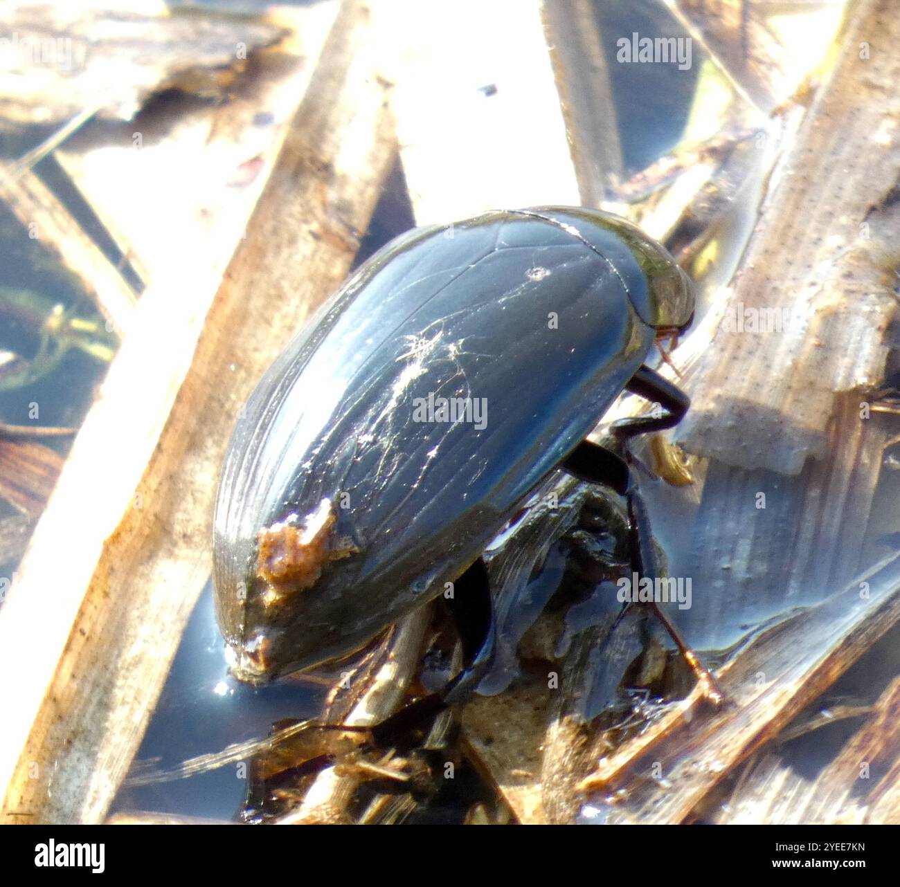 Giant Water Scavenger Beetles (Hydrophilus Stock Photo - Alamy