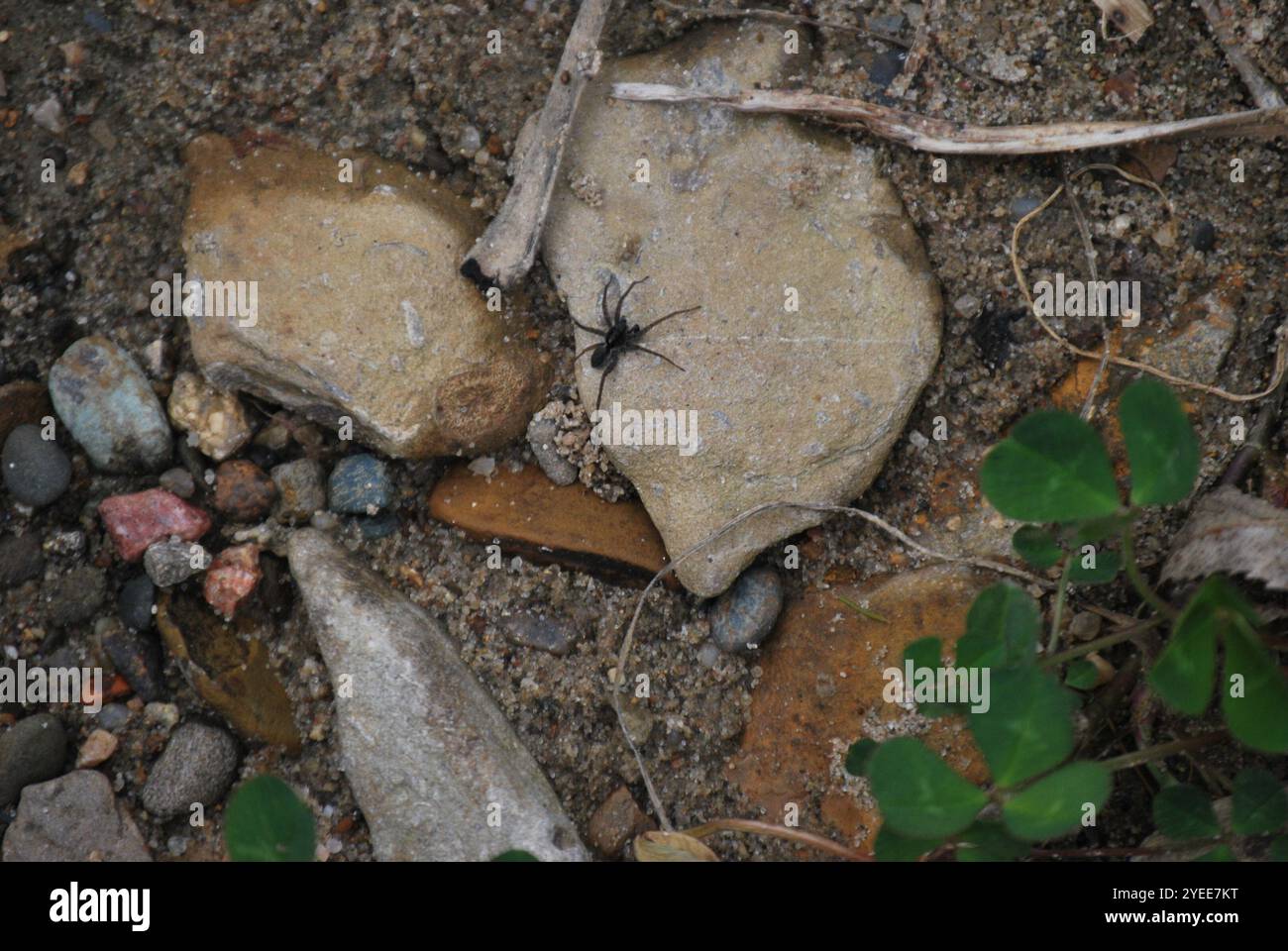 Wolf Spiders (Lycosidae Stock Photo - Alamy