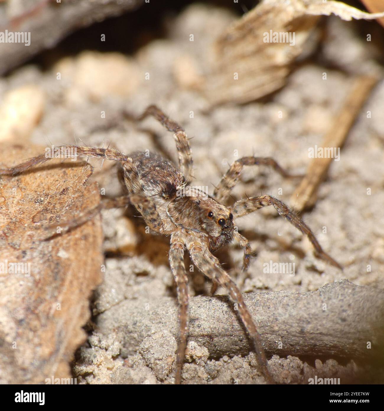 Wolf Spiders (Lycosidae Stock Photo - Alamy