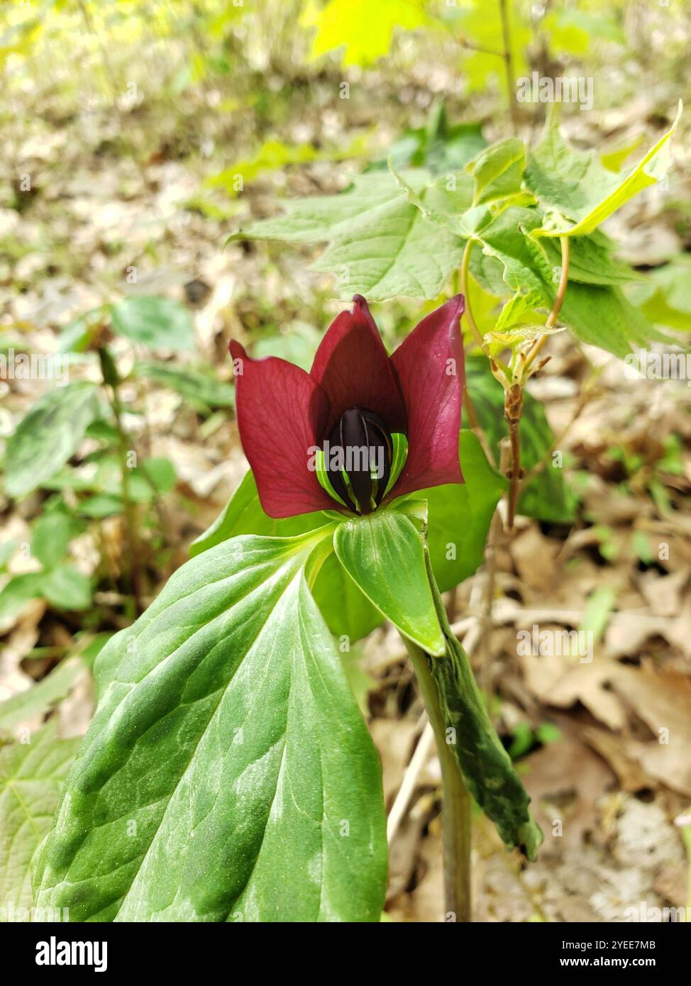 Trillium recurvatum hi-res stock photography and images - Alamy