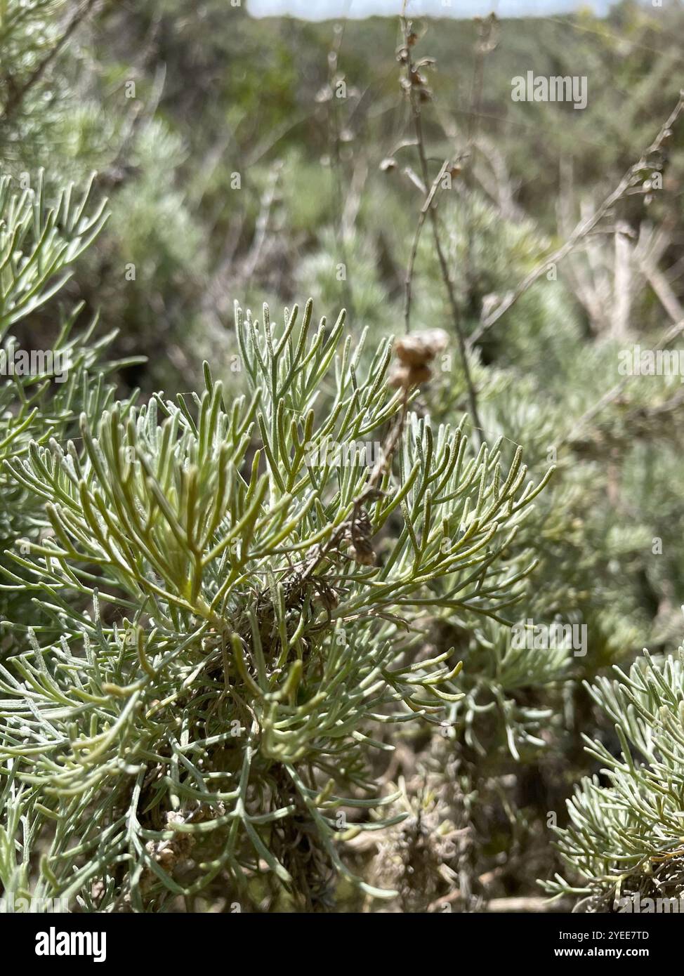 California sagebrush (Artemisia californica Stock Photo - Alamy