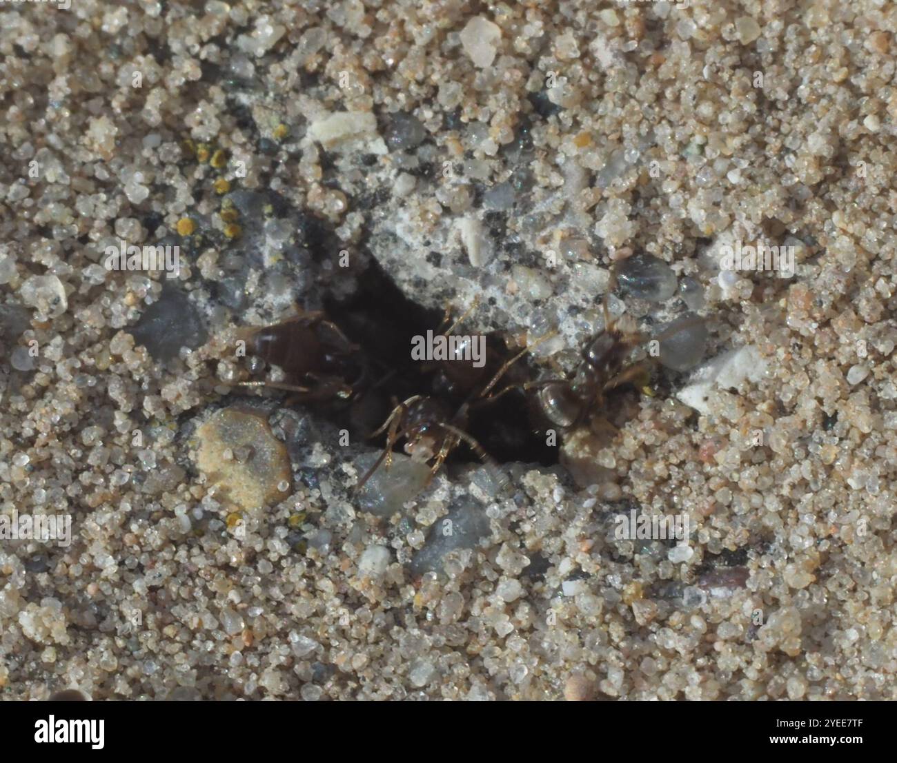 Fuzzy ant hi-res stock photography and images - Alamy