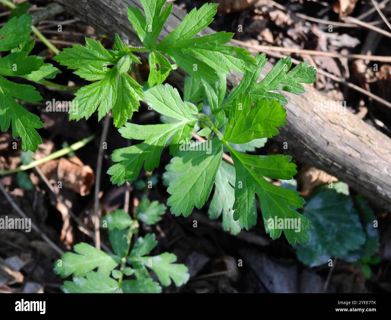 Spring Avens (Geum vernum Stock Photo - Alamy