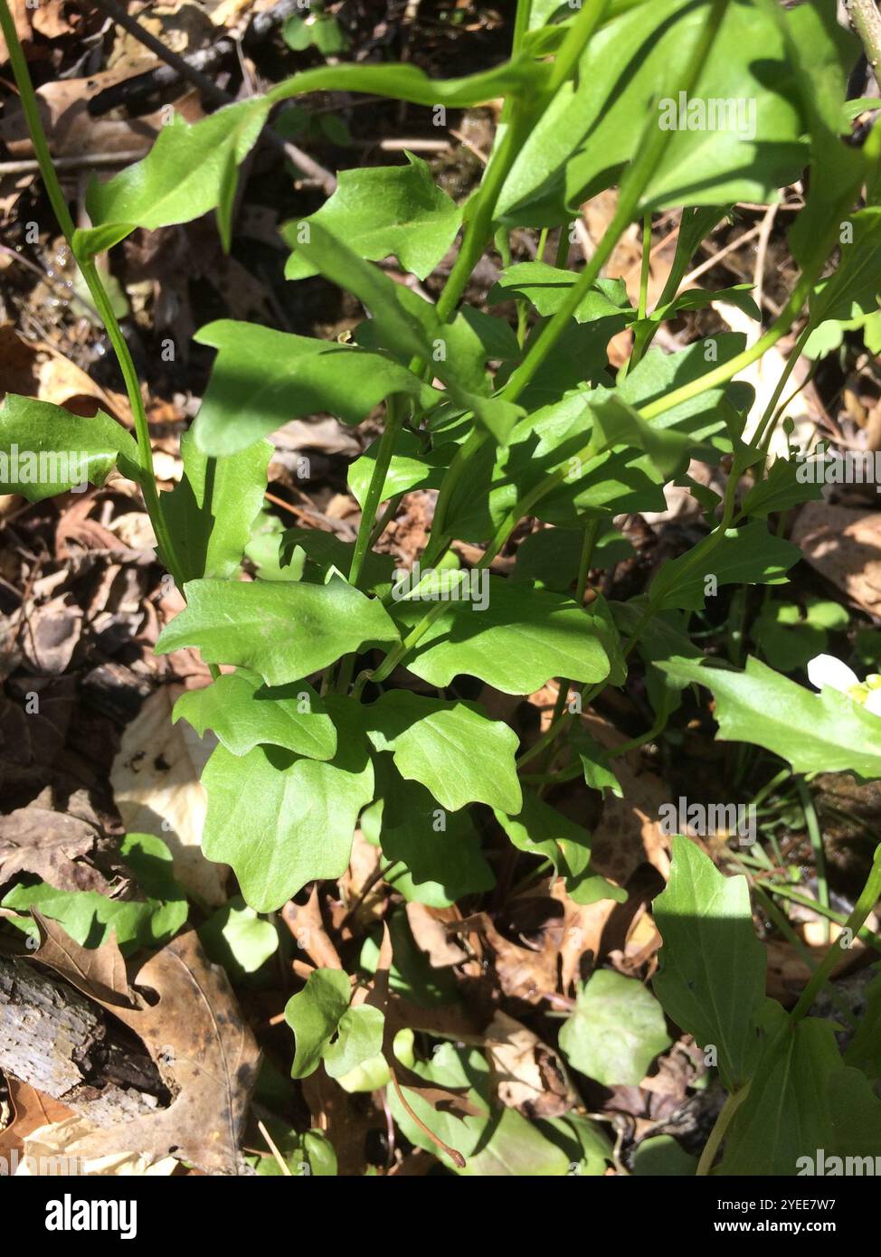 bulbous cress (Cardamine bulbosa Stock Photo - Alamy