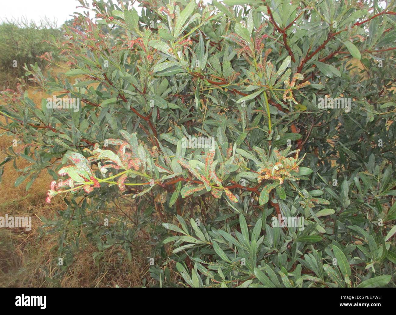 silver terminalia (Terminalia sericea Stock Photo - Alamy