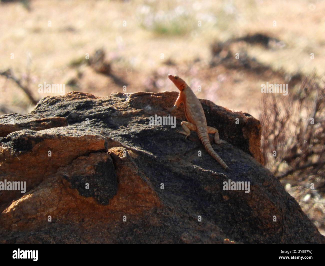 Karoo Girdled Lizard (Karusasaurus polyzonus Stock Photo - Alamy