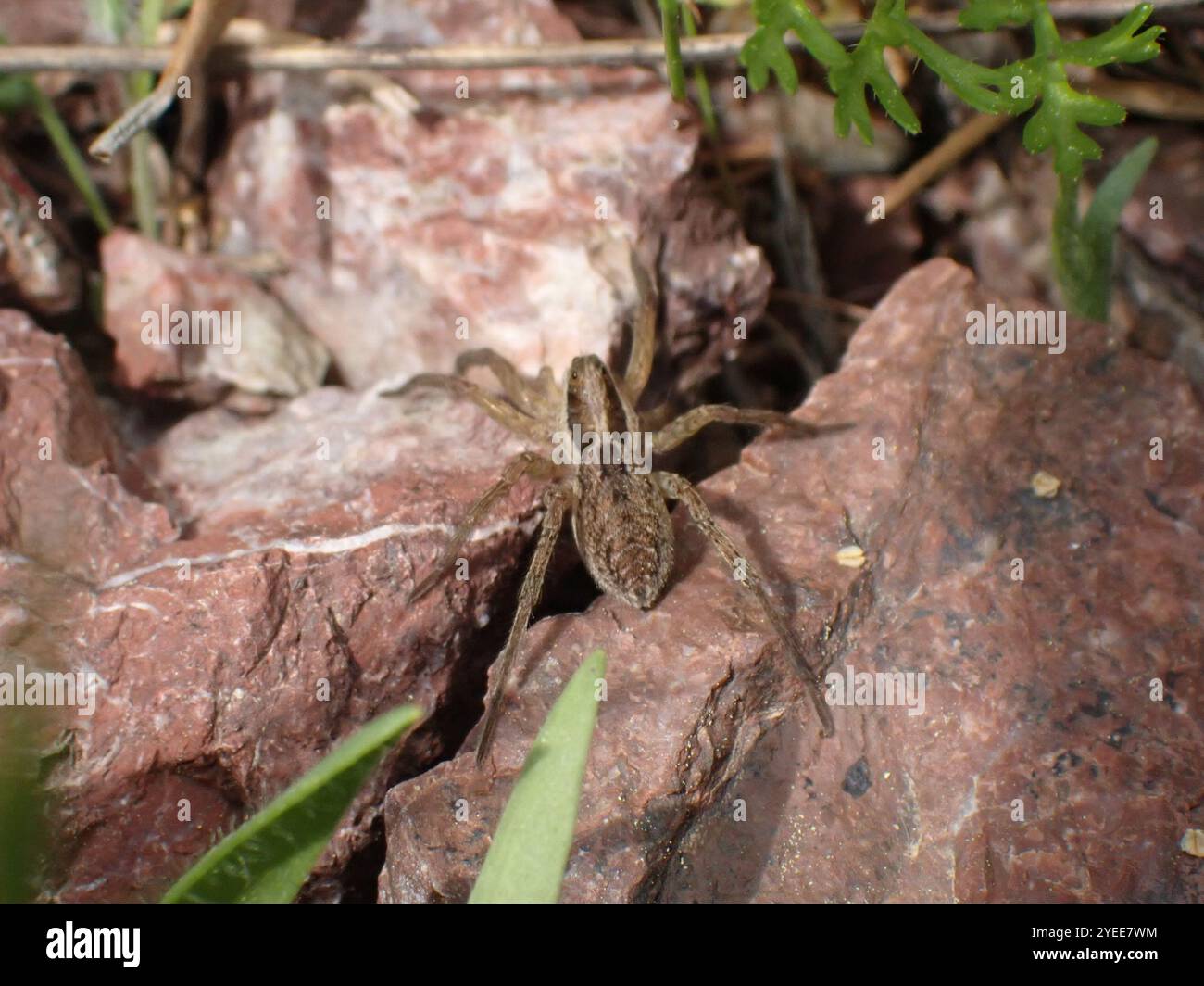 Radiated Wolf Spider (Hogna radiata Stock Photo - Alamy