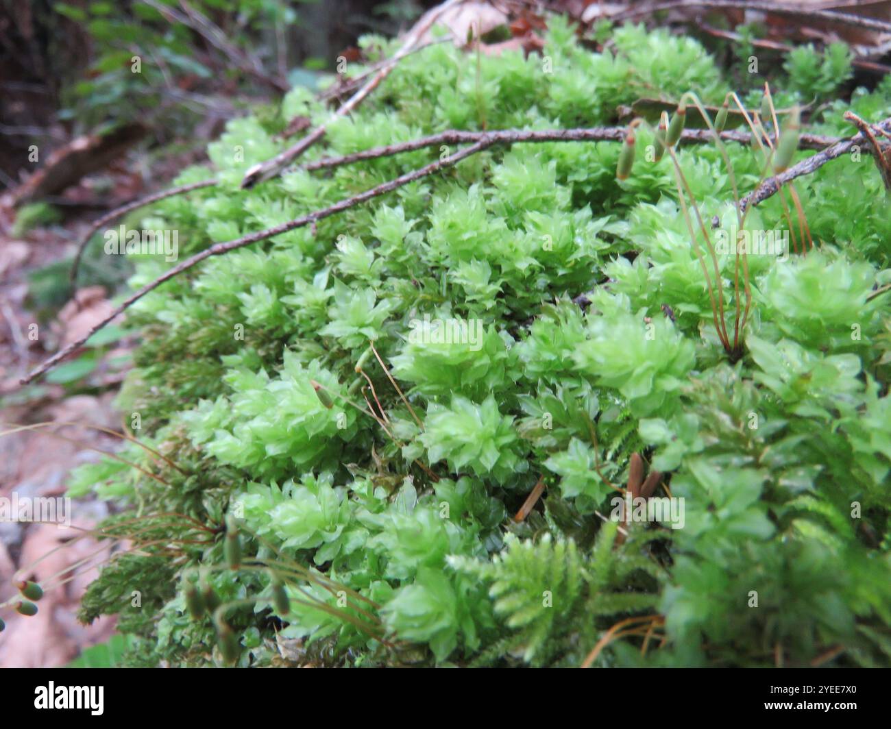 Badge Moss (Plagiomnium insigne Stock Photo - Alamy