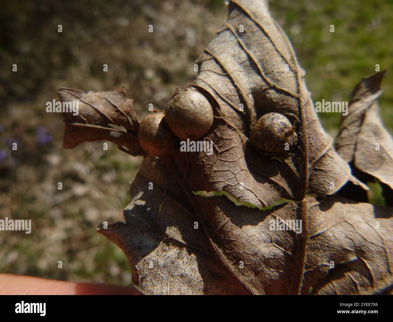 Maple gall wasp (Pediaspis aceris Stock Photo - Alamy