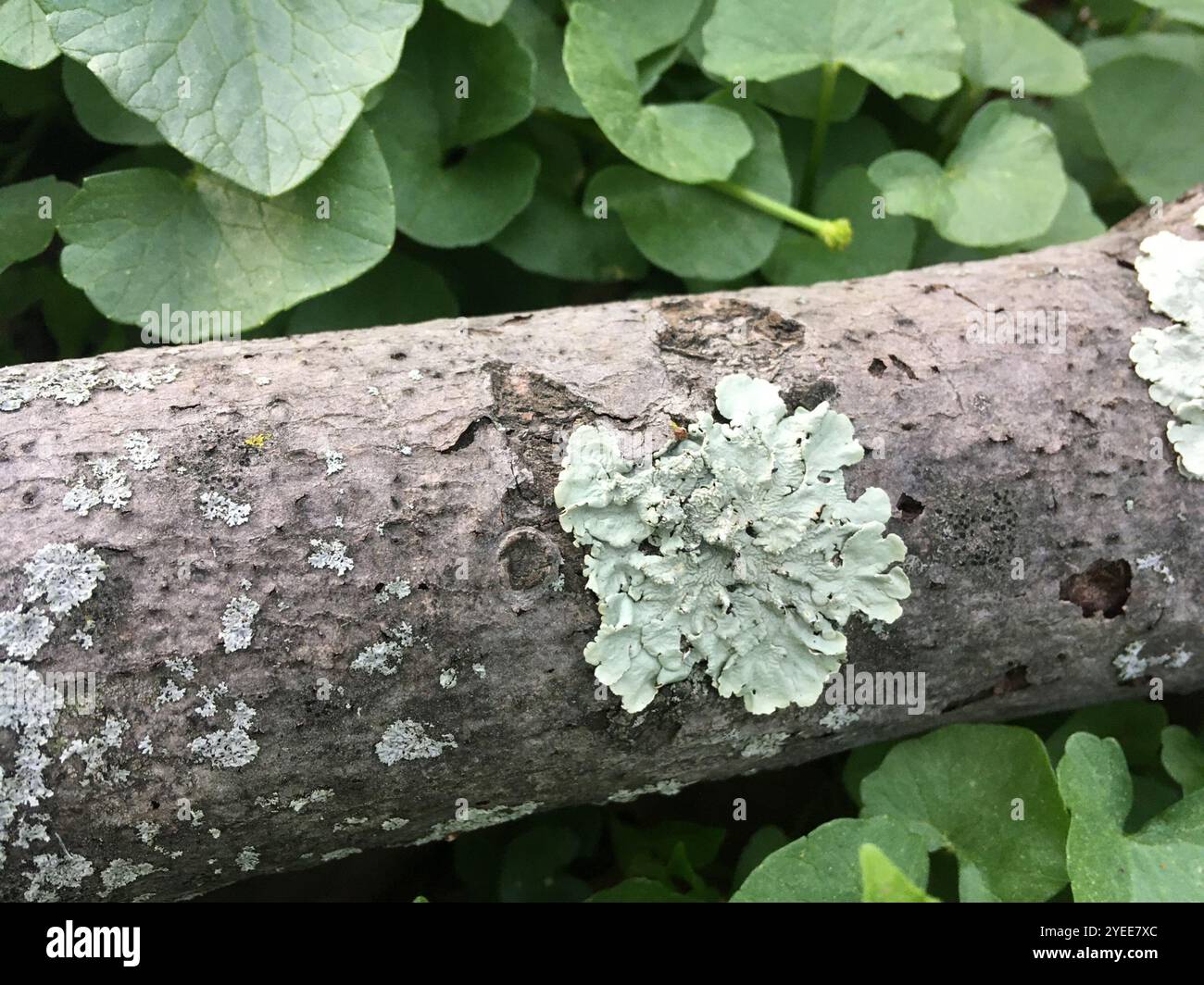 common greenshield lichen (Flavoparmelia caperata Stock Photo - Alamy