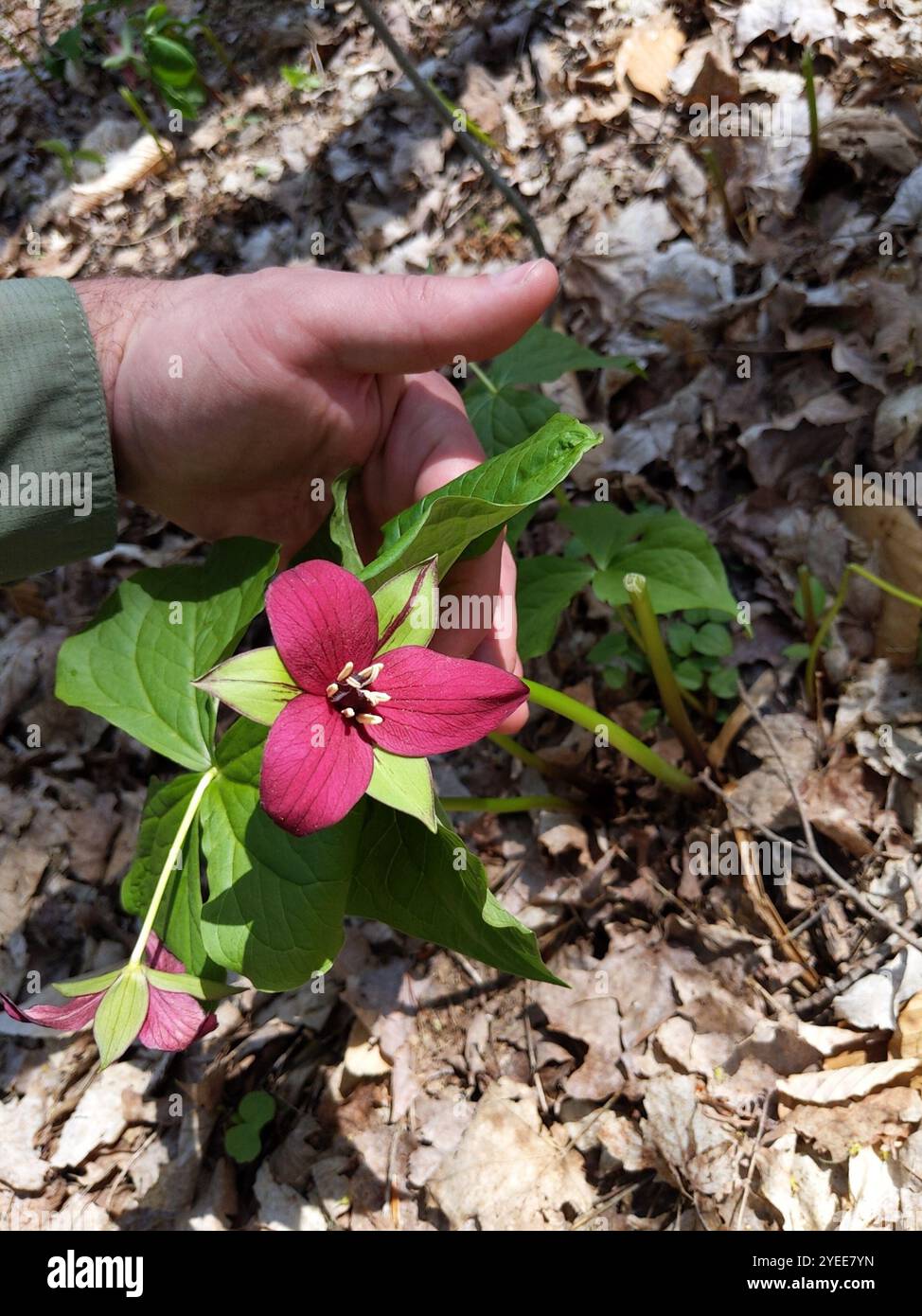 red trillium (Trillium erectum Stock Photo - Alamy