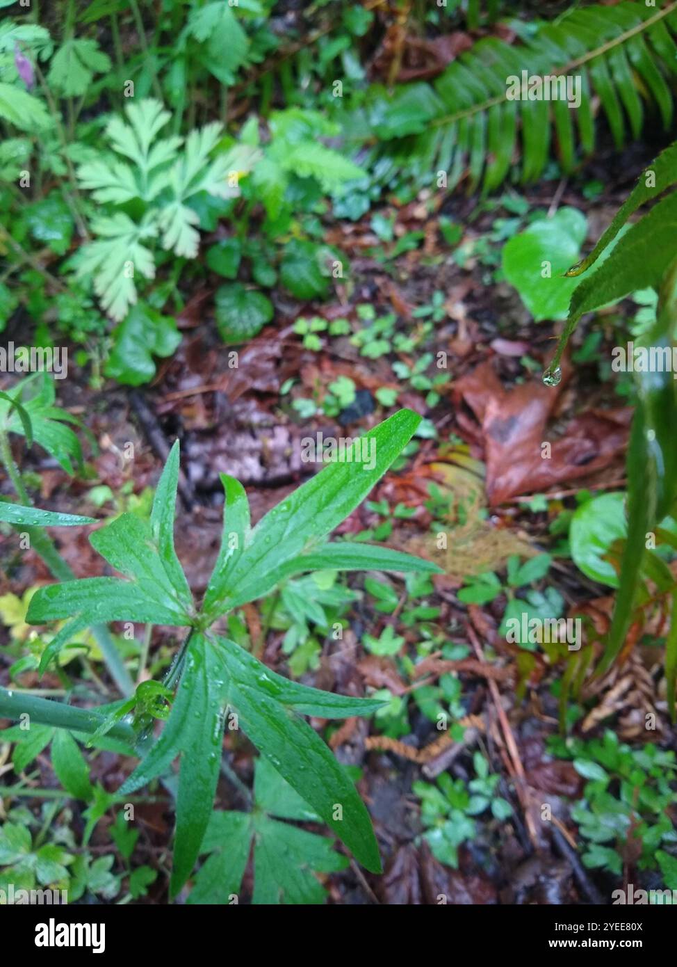 woodland buttercup (Ranunculus uncinatus Stock Photo - Alamy