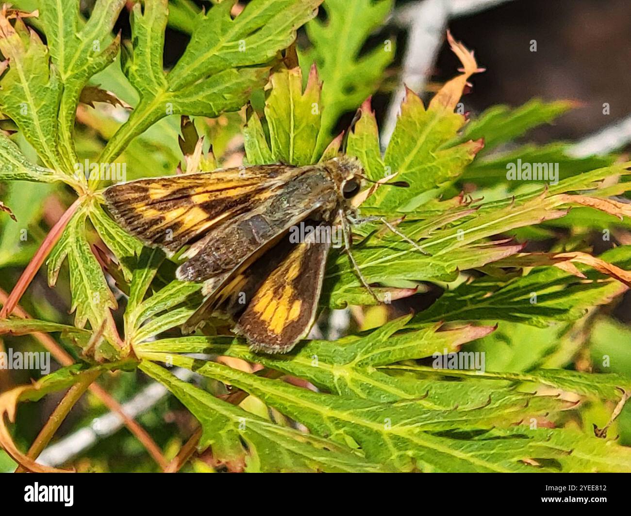 Northern Fiery Skipper (Hylephila phyleus phyleus Stock Photo - Alamy