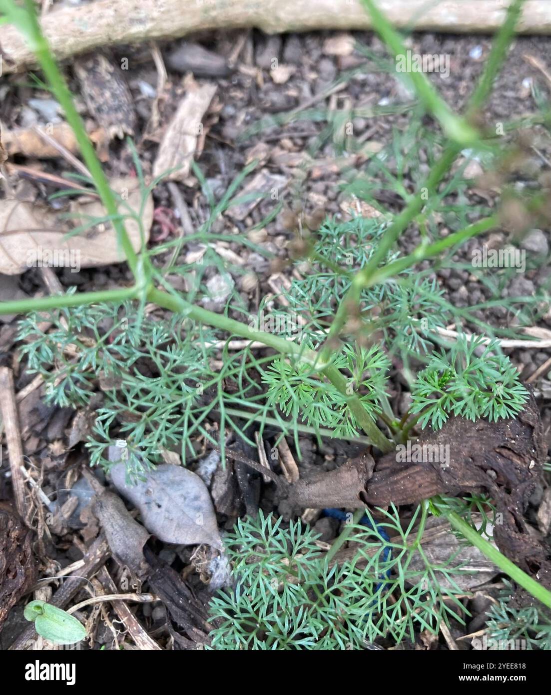 Marsh parsley (Cyclospermum leptophyllum Stock Photo - Alamy