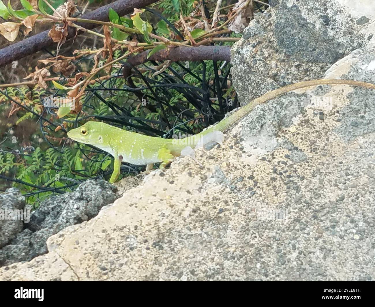 Neotropical Green Anole (Anolis biporcatus Stock Photo - Alamy