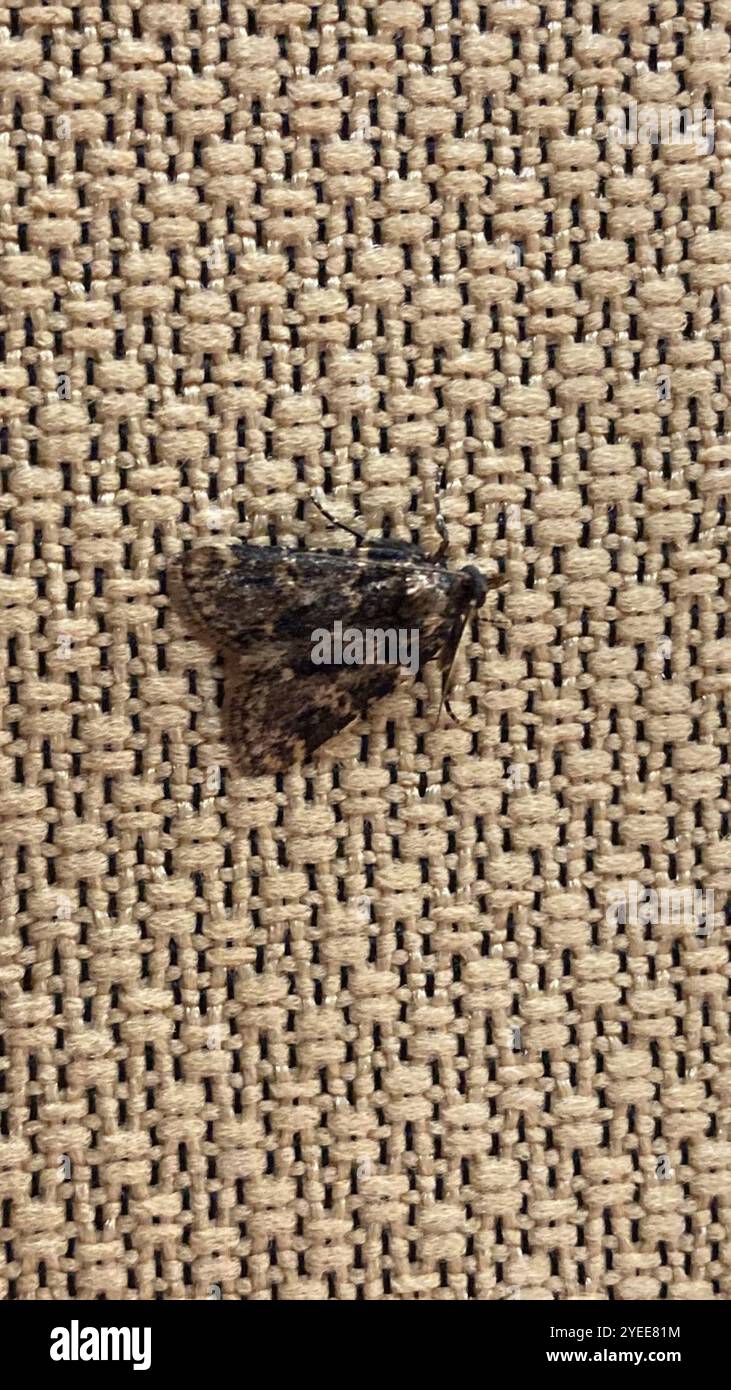 Maple Webworm Moth (Pococera asperatella Stock Photo - Alamy