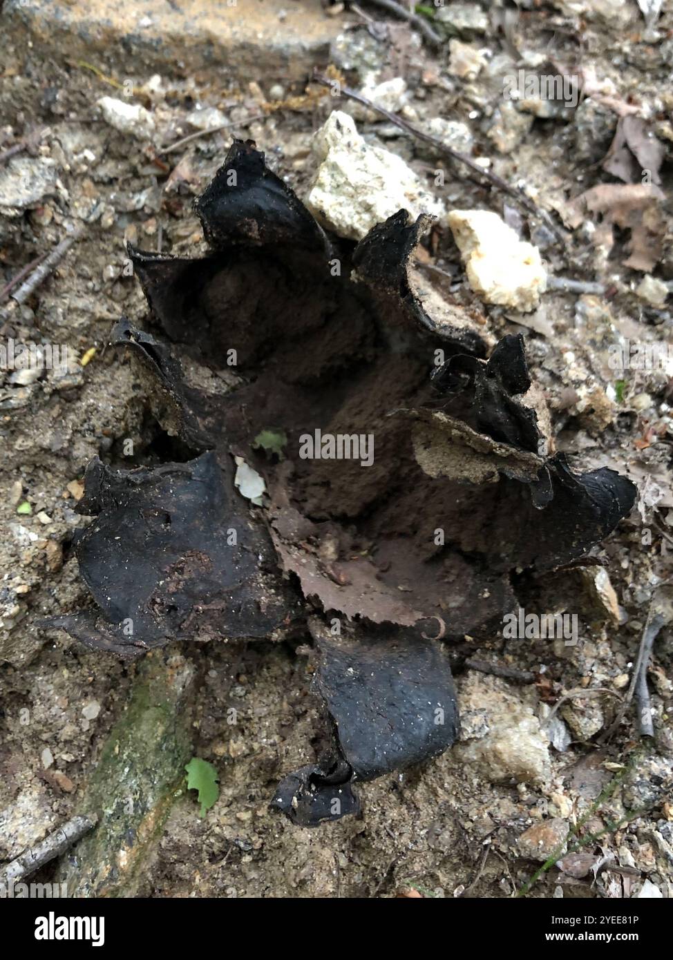 Many-rooted Earthball (Scleroderma polyrhizum Stock Photo - Alamy