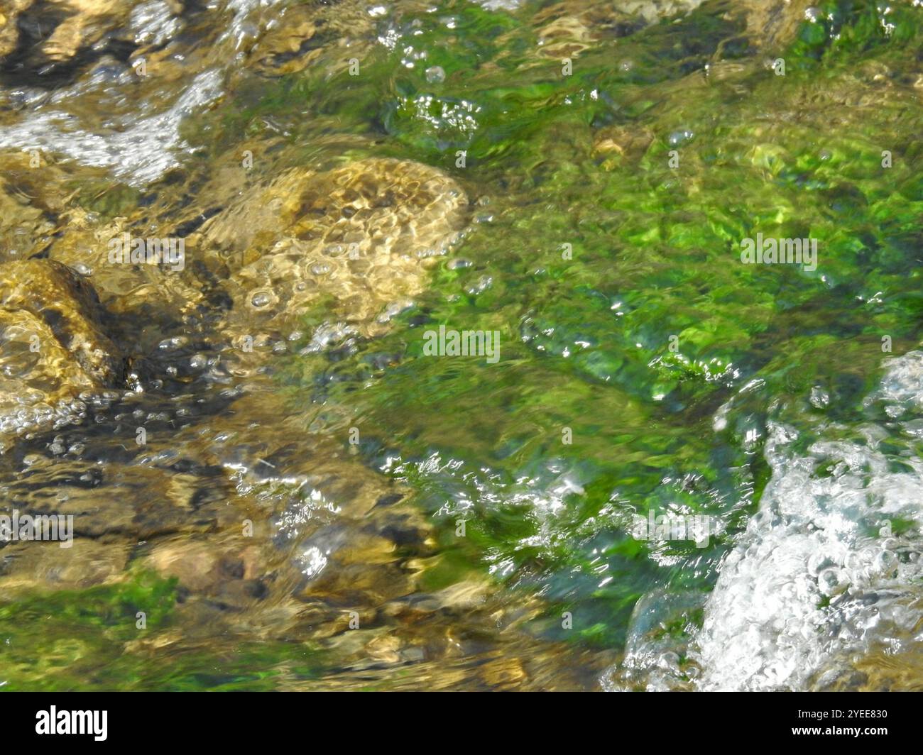green algae (Chlorophyta Stock Photo - Alamy