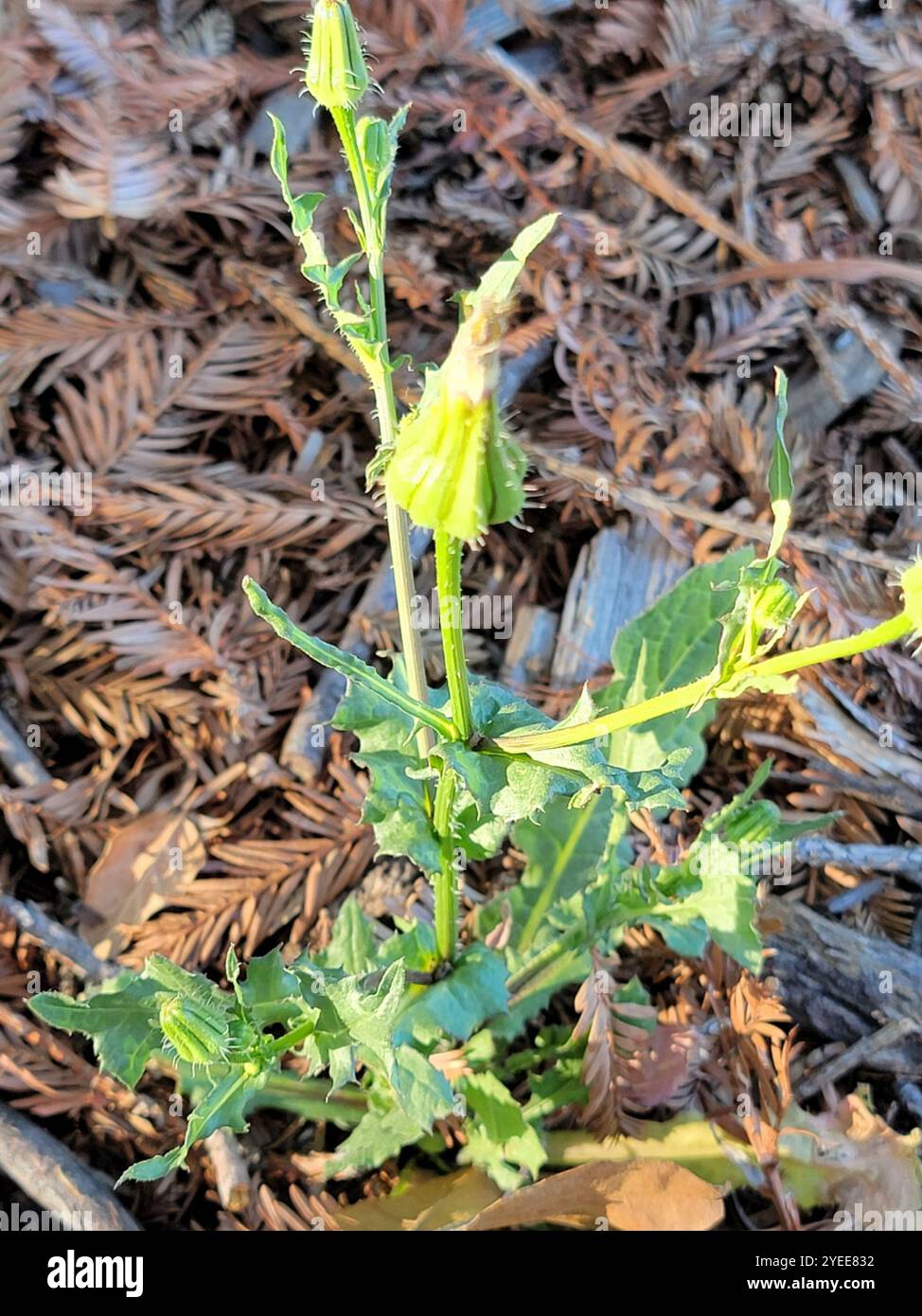 False Hawkbit (Urospermum picroides Stock Photo - Alamy