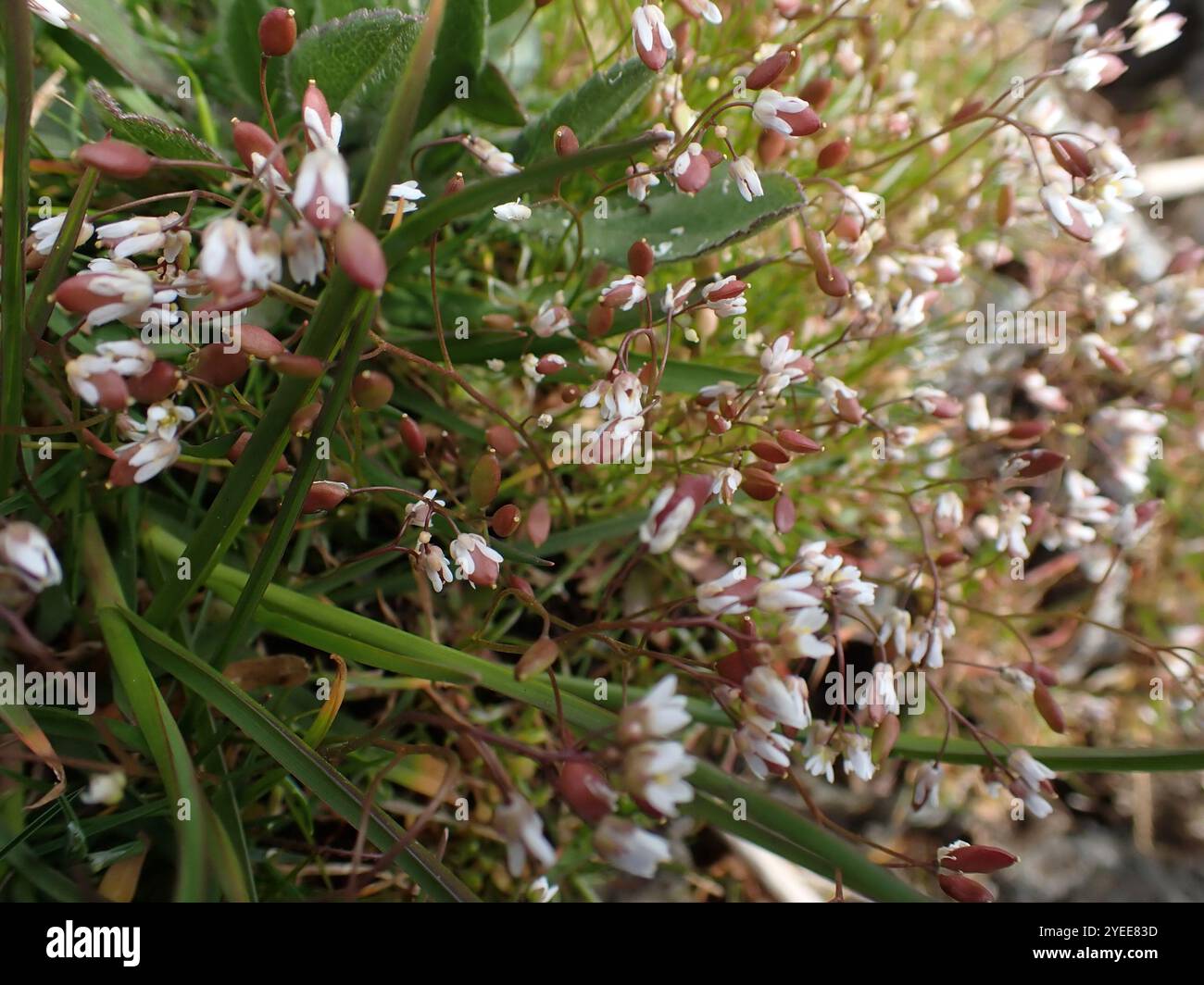 Common Whitlowgrass (Draba verna Stock Photo - Alamy