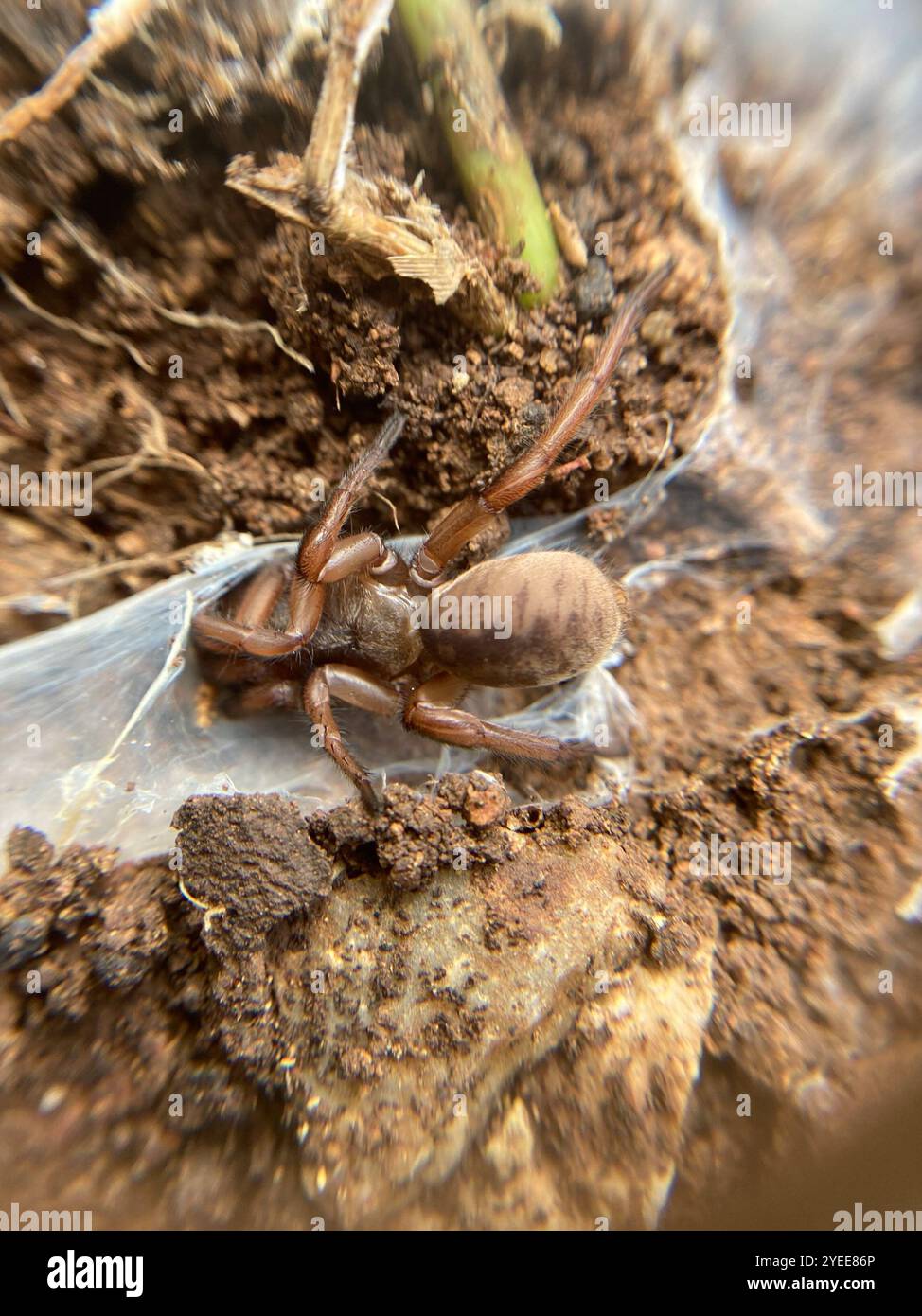 Tubetrapdoor and Wishbone Spiders (Nemesiidae Stock Photo - Alamy