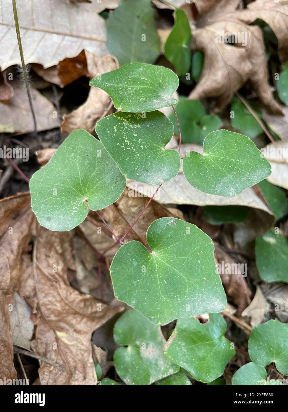 redwood inside-out flower (Vancouveria planipetala Stock Photo - Alamy