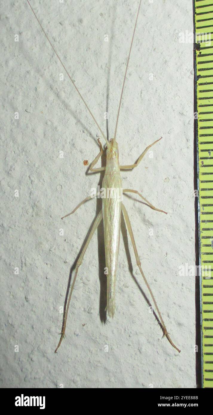 Common Tree Crickets (Oecanthus Stock Photo - Alamy