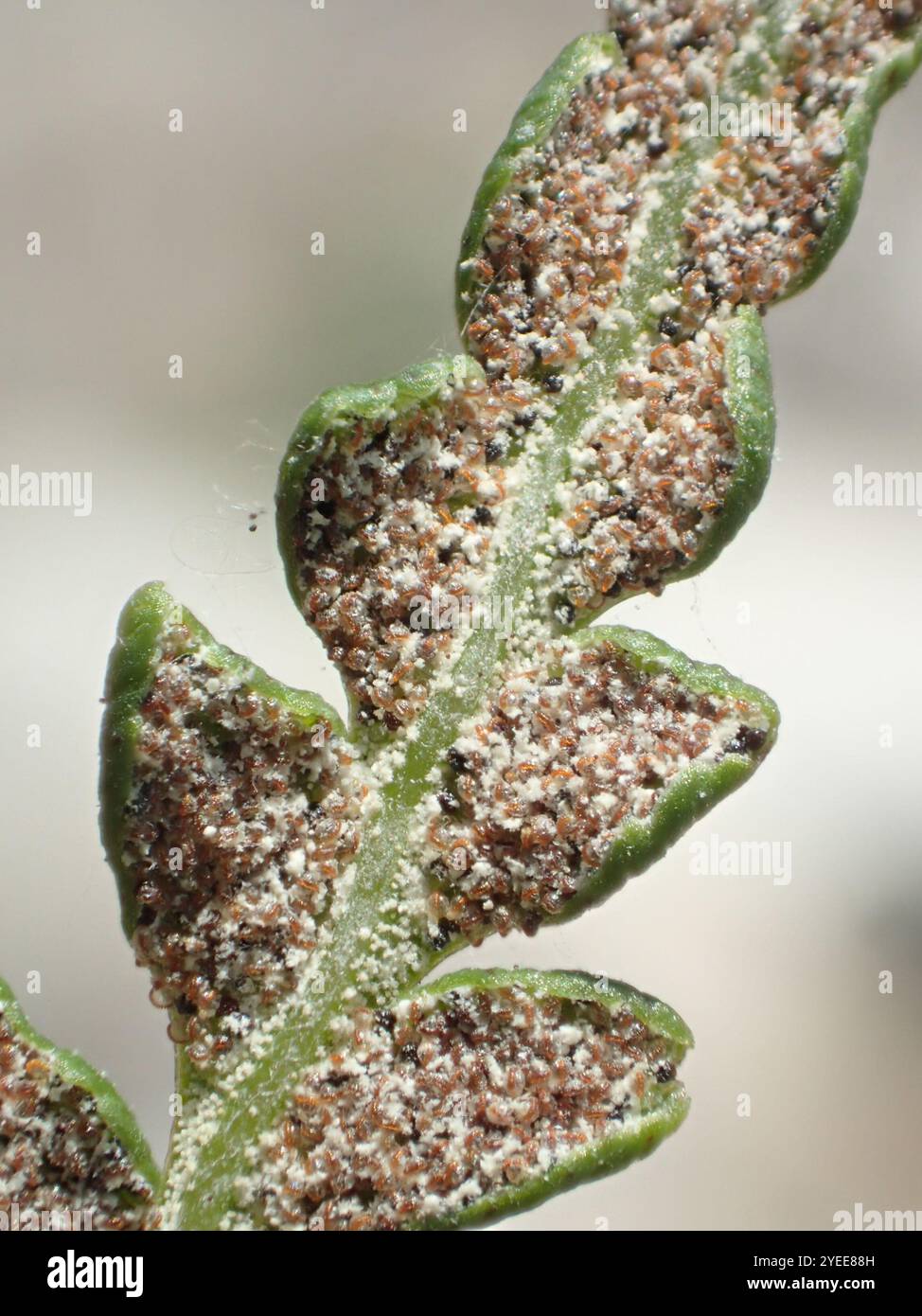 Pityrogramma hi-res stock photography and images - Alamy