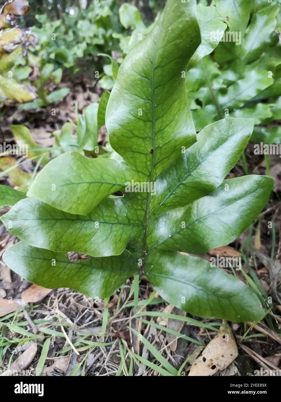 hound's tongue fern (Microsorum pustulatum Stock Photo - Alamy