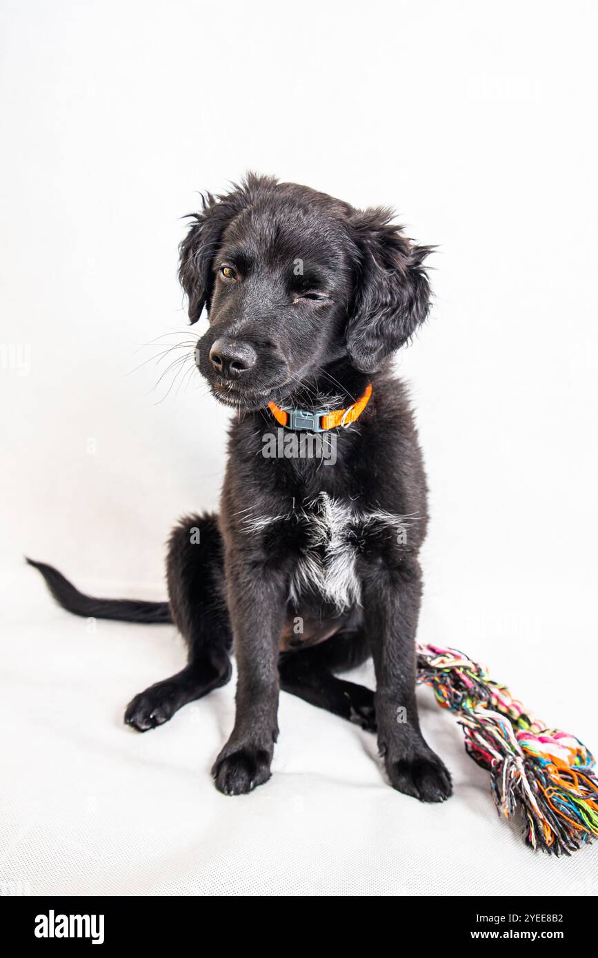Black breed mixed four months old puppy winking with eye on white ...