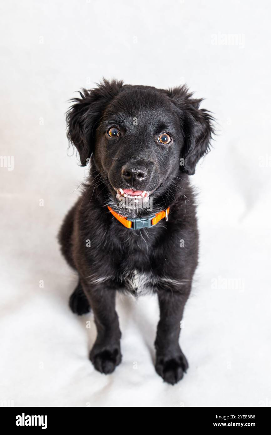 Black mixed breed four months old puppy barking on white background ...