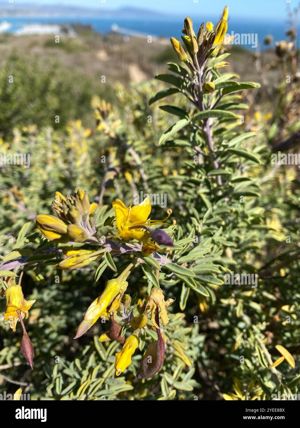 Cleomella arborea hi-res stock photography and images - Alamy