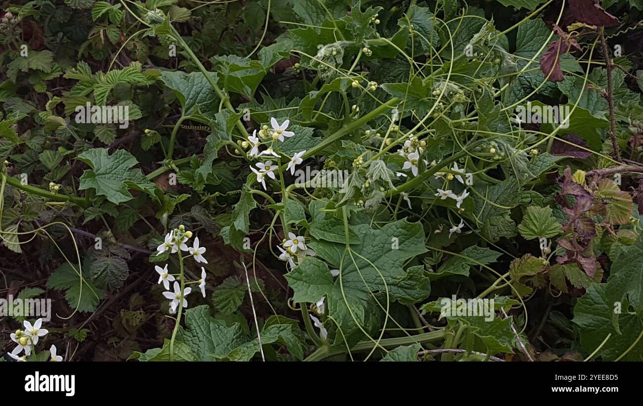 coastal manroot (Marah oregana Stock Photo - Alamy