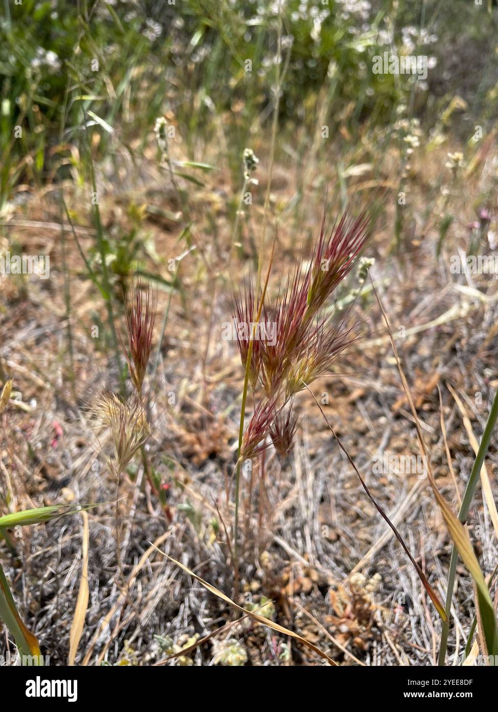Red brome bromus rubens hi-res stock photography and images - Alamy