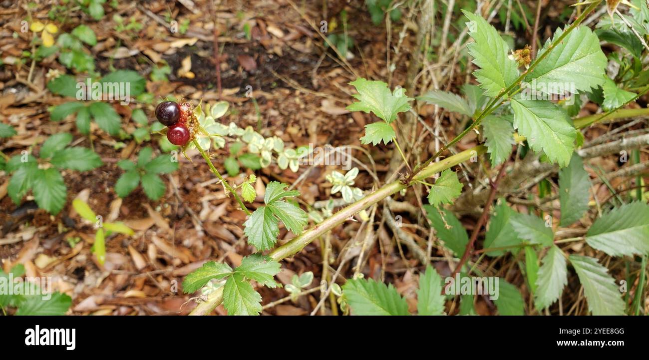 southern dewberry (Rubus trivialis Stock Photo - Alamy