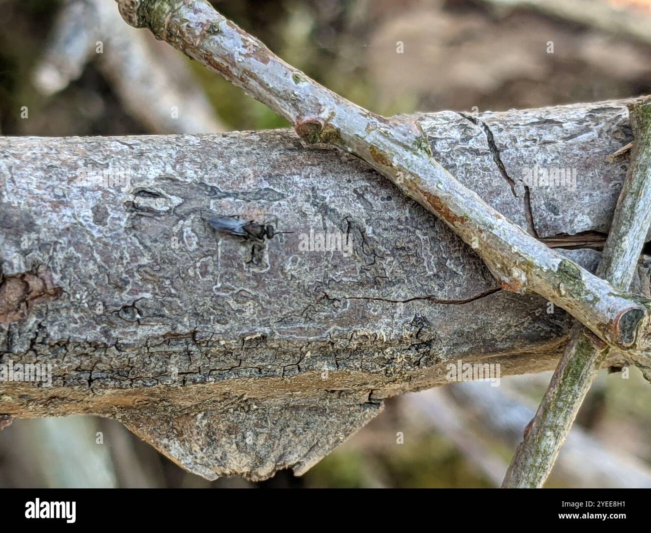 Ants, Bees, Wasps, and Sawflies (Hymenoptera Stock Photo - Alamy