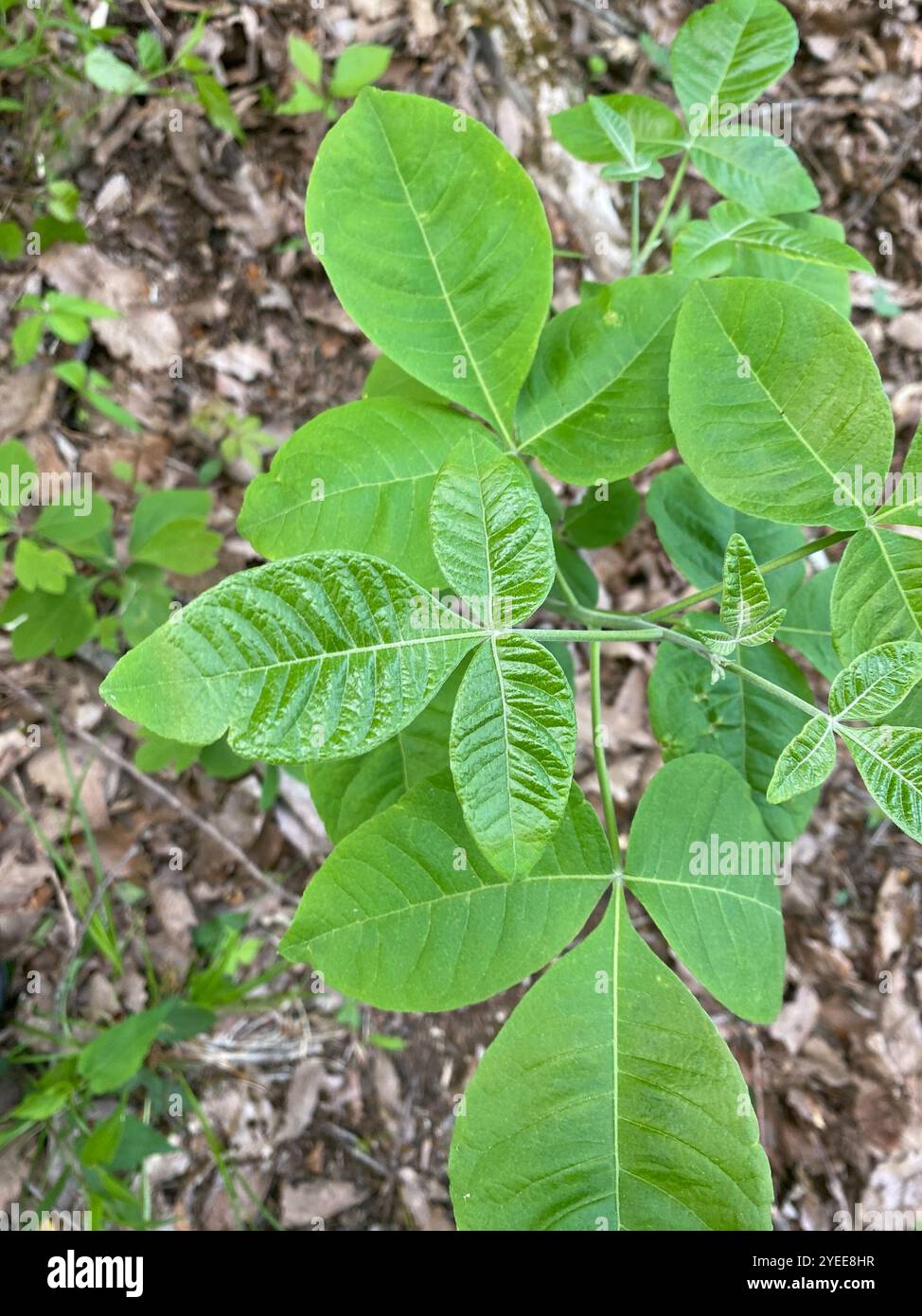 Wafer Ash (Ptelea trifoliata mollis Stock Photo - Alamy