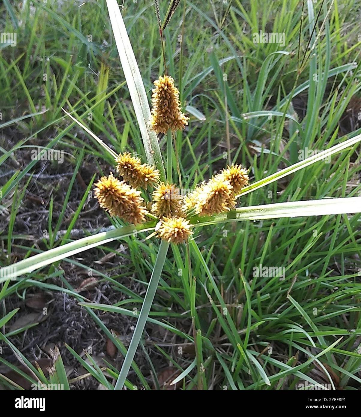 Swamp Flatsedge (Cyperus ligularis Stock Photo - Alamy