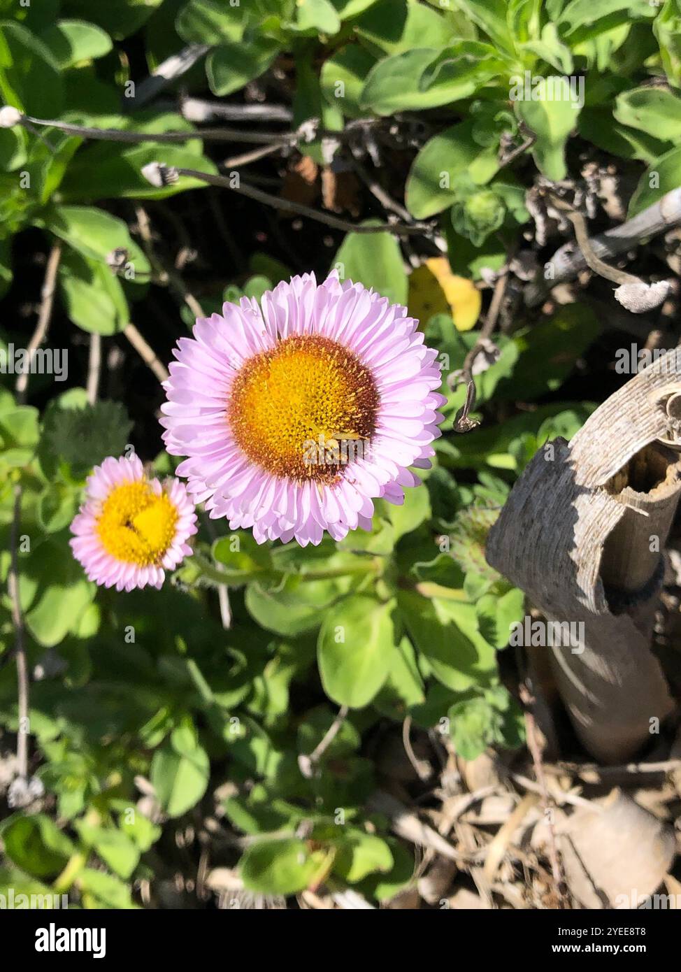 seaside daisy (Erigeron glaucus Stock Photo - Alamy