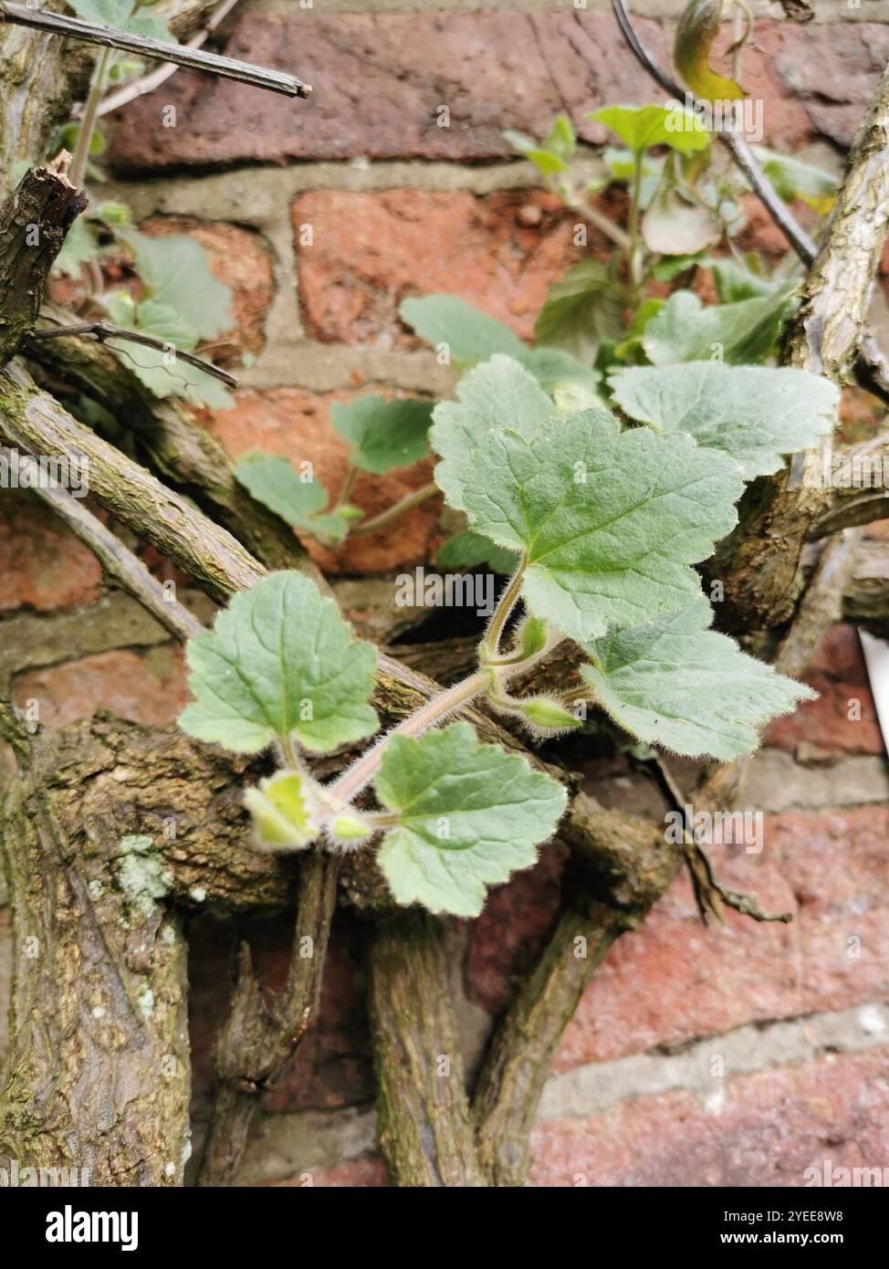 Trailing snapdragon hi-res stock photography and images - Alamy