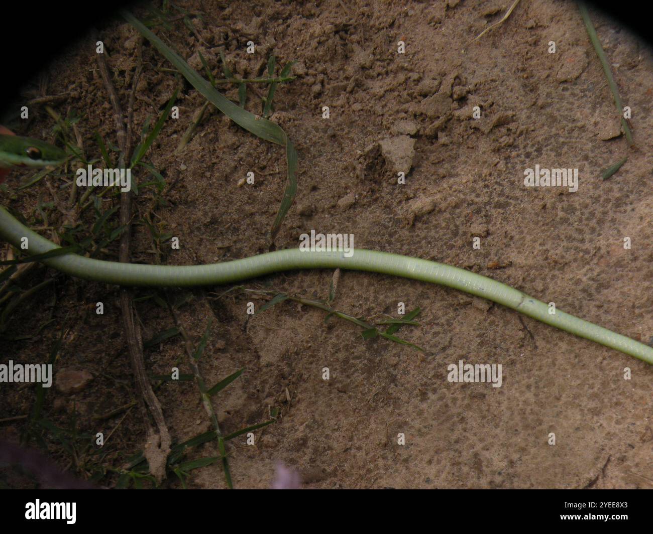 Brazilian racer hi-res stock photography and images - Alamy