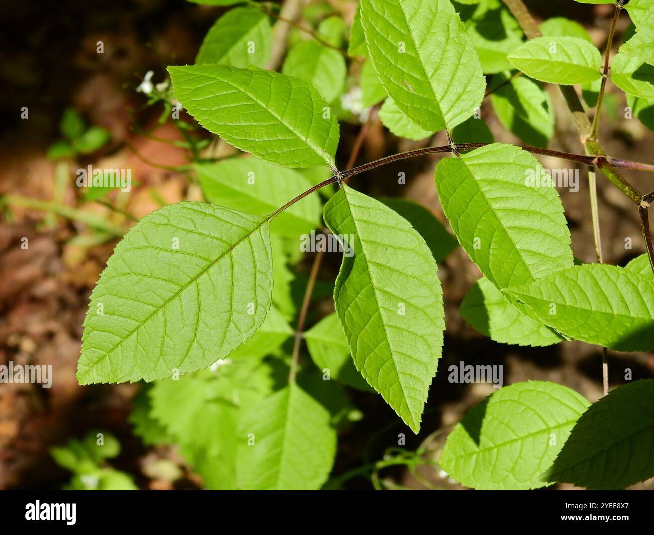 Blue ash fraxinus quadrangulata hi-res stock photography and images - Alamy