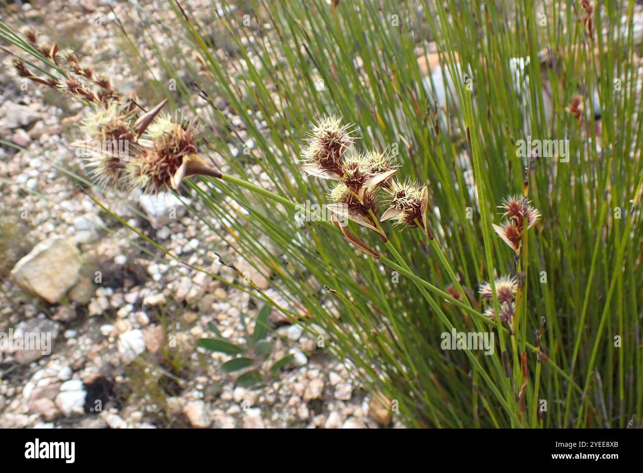 bristly pineapplereed (Hypodiscus aristatus Stock Photo - Alamy