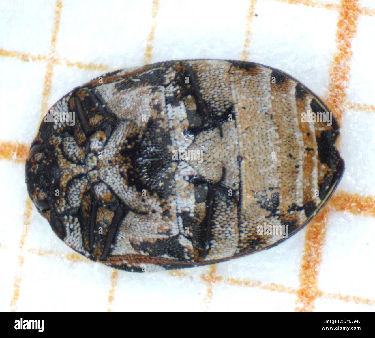 Common Carpet Beetle (Anthrenus scrophulariae Stock Photo - Alamy