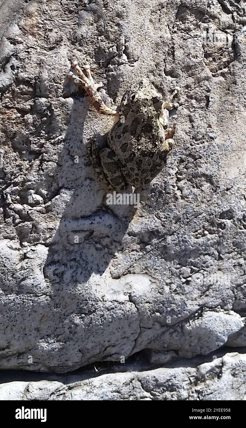 California Tree Frog (Pseudacris cadaverina Stock Photo - Alamy