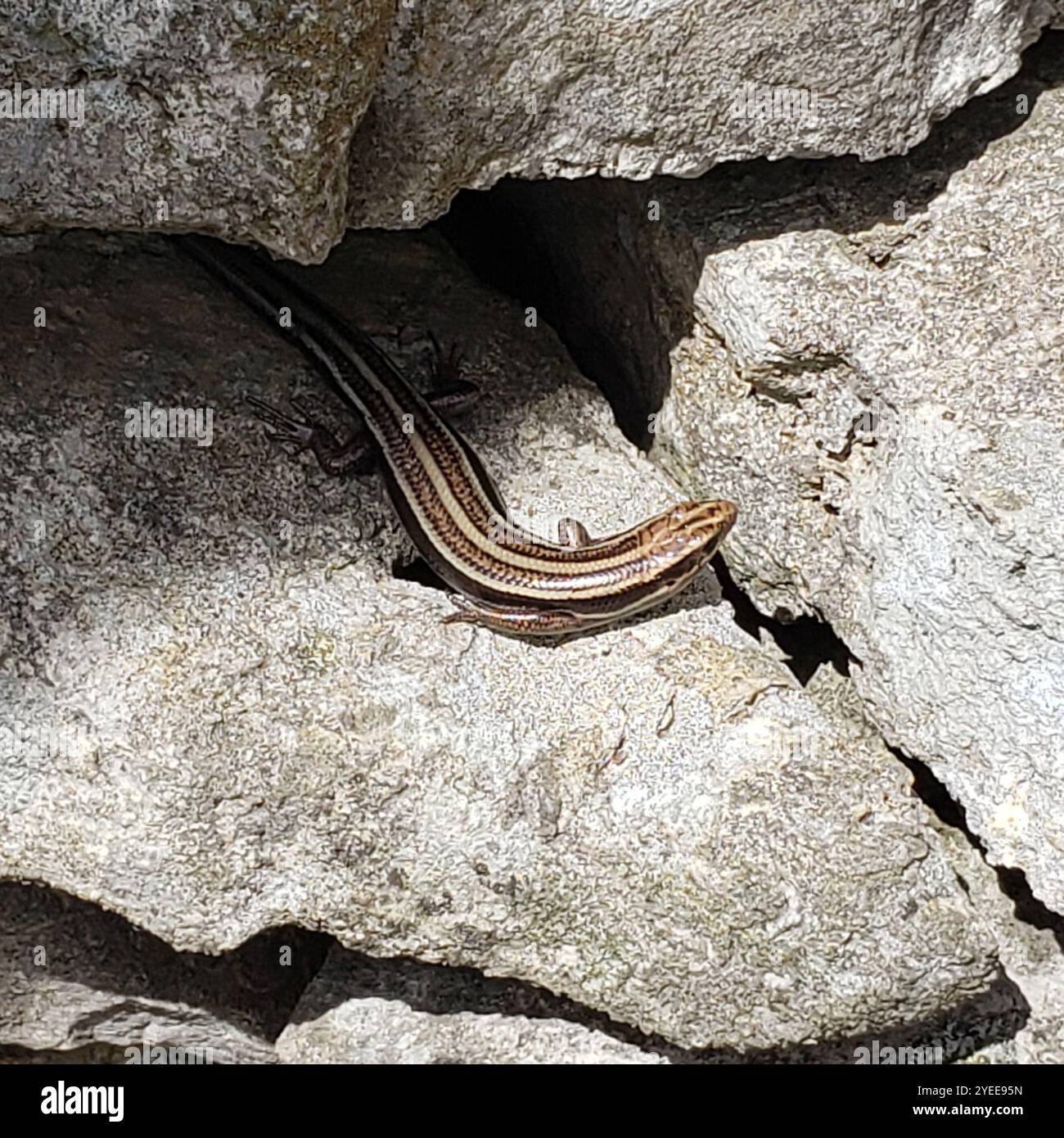 Common Five-lined Skink (Plestiodon fasciatus Stock Photo - Alamy